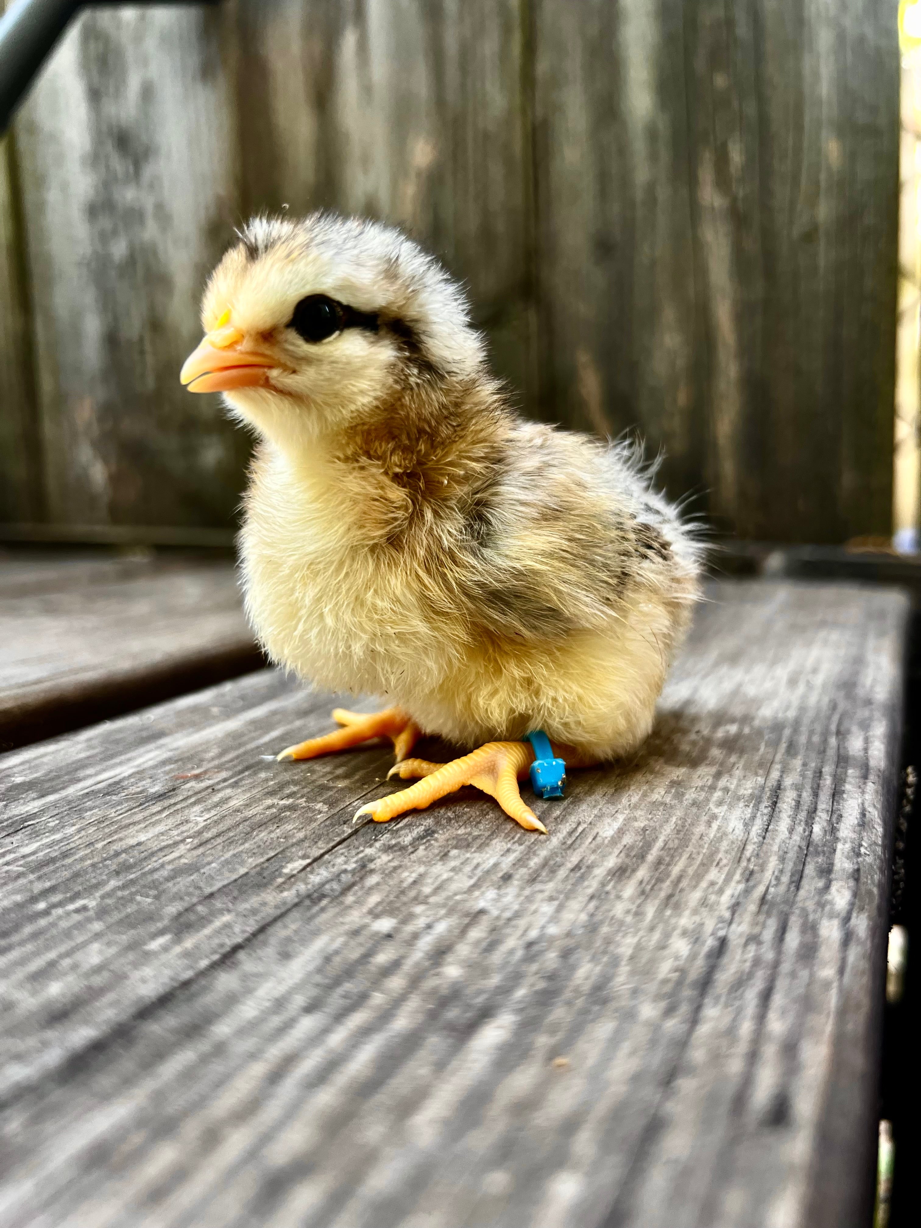 Baby Chicks – Hickman Homestead & Micro Hatchery