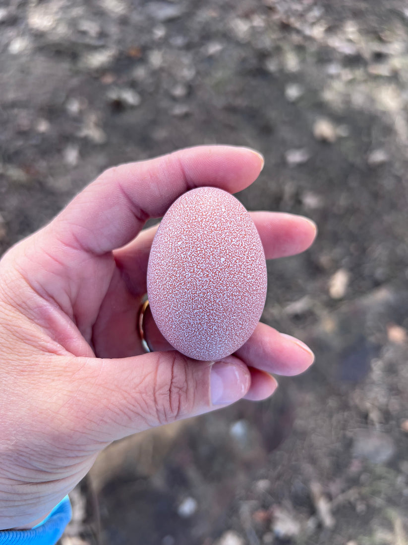 Lavender Birchen Marans Hatching Eggs – Hickman Homestead & Micro Hatchery