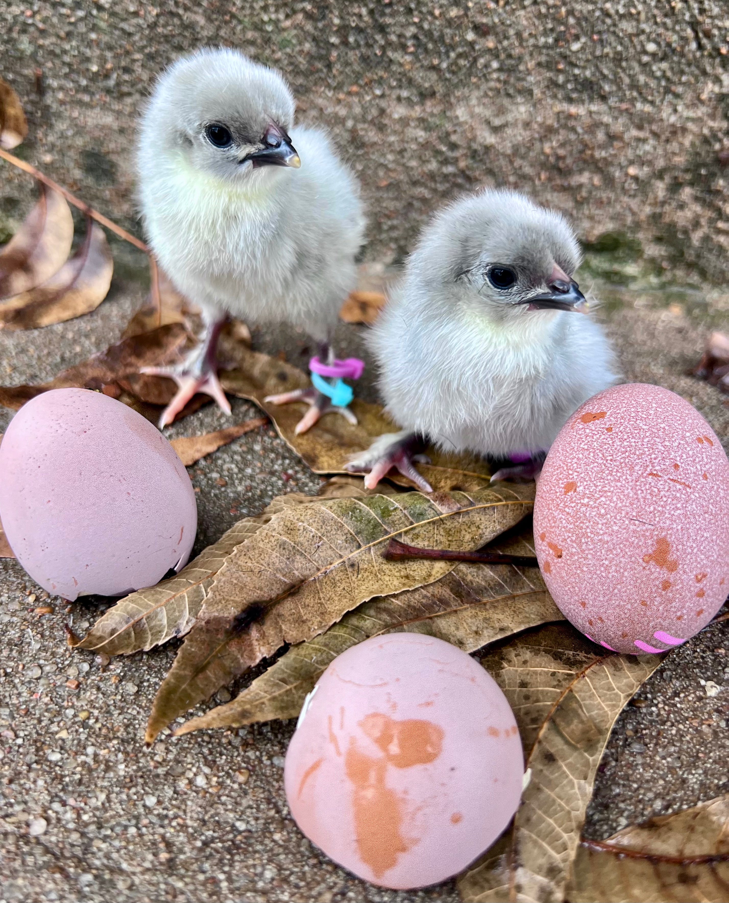 Lavender Birchen Maran Chicks – Hickman Homestead & Micro Hatchery